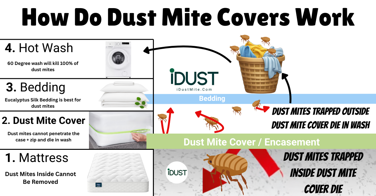 Dust Mites On Skin and How To Get Rid Of Them – iDustMite