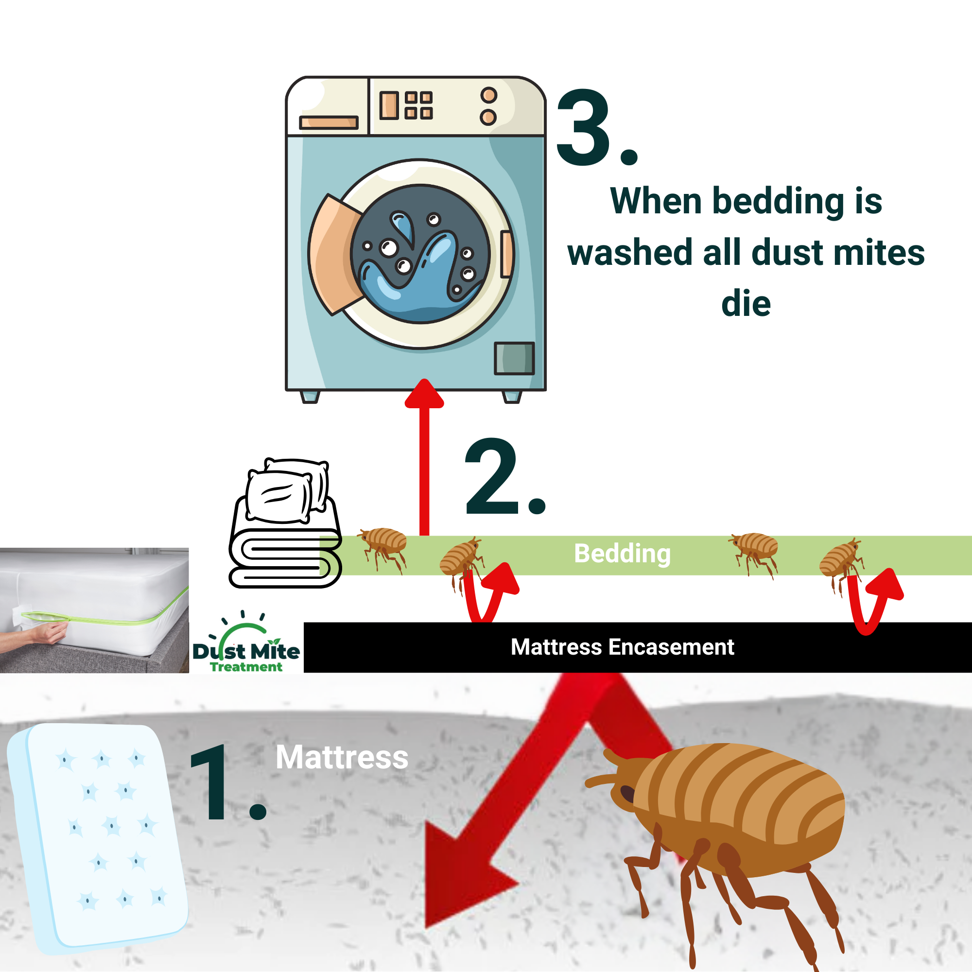 The Science Behind Dust Mite Allergies – iDustMite